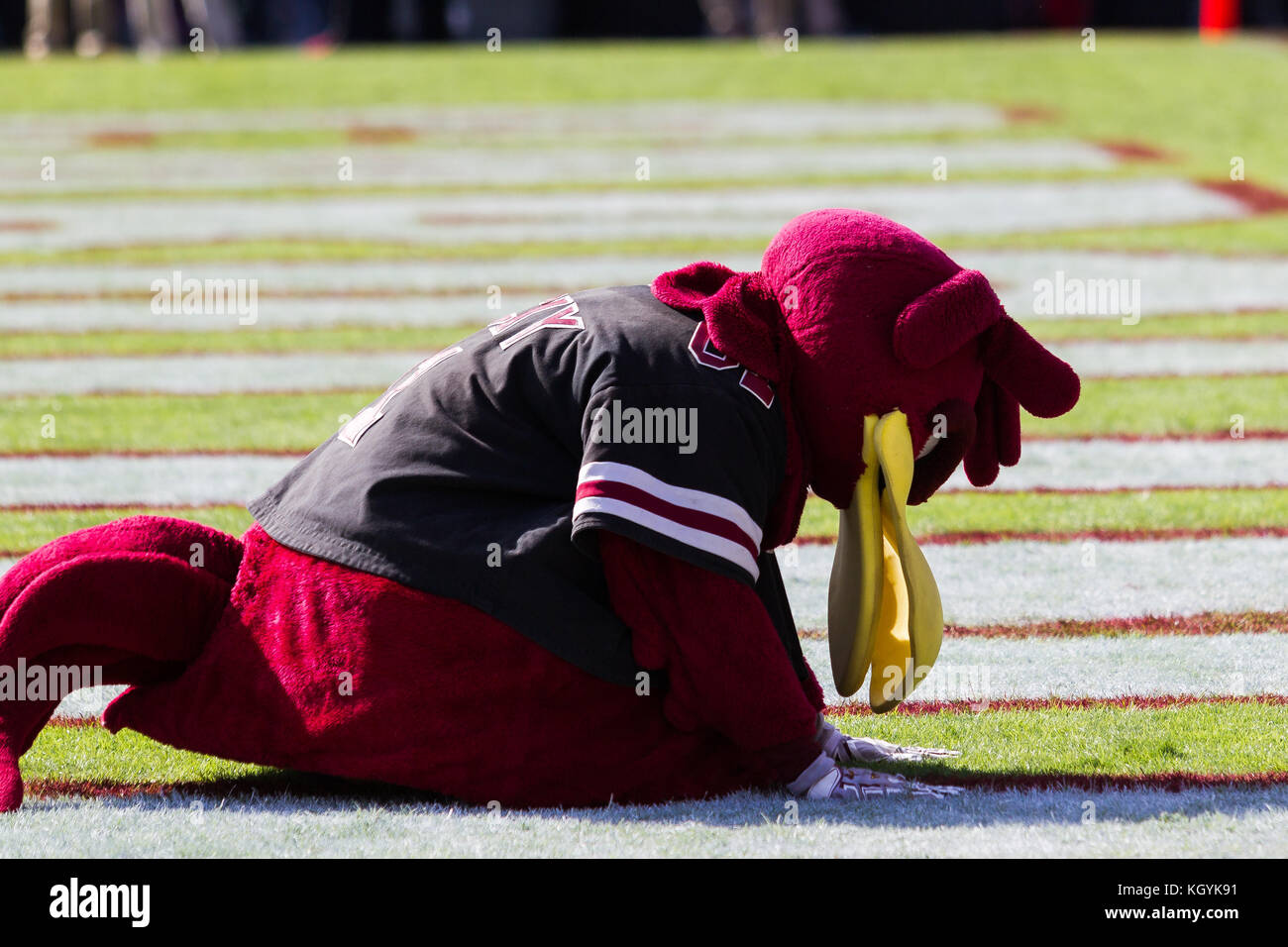 November 11, 2017: Cocky hits the ground after South Carolina loses a ...