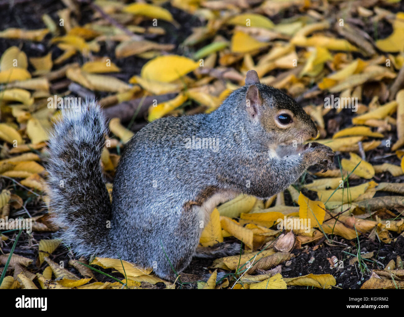 Eastern Gray Squirrel Stock Photo - Alamy