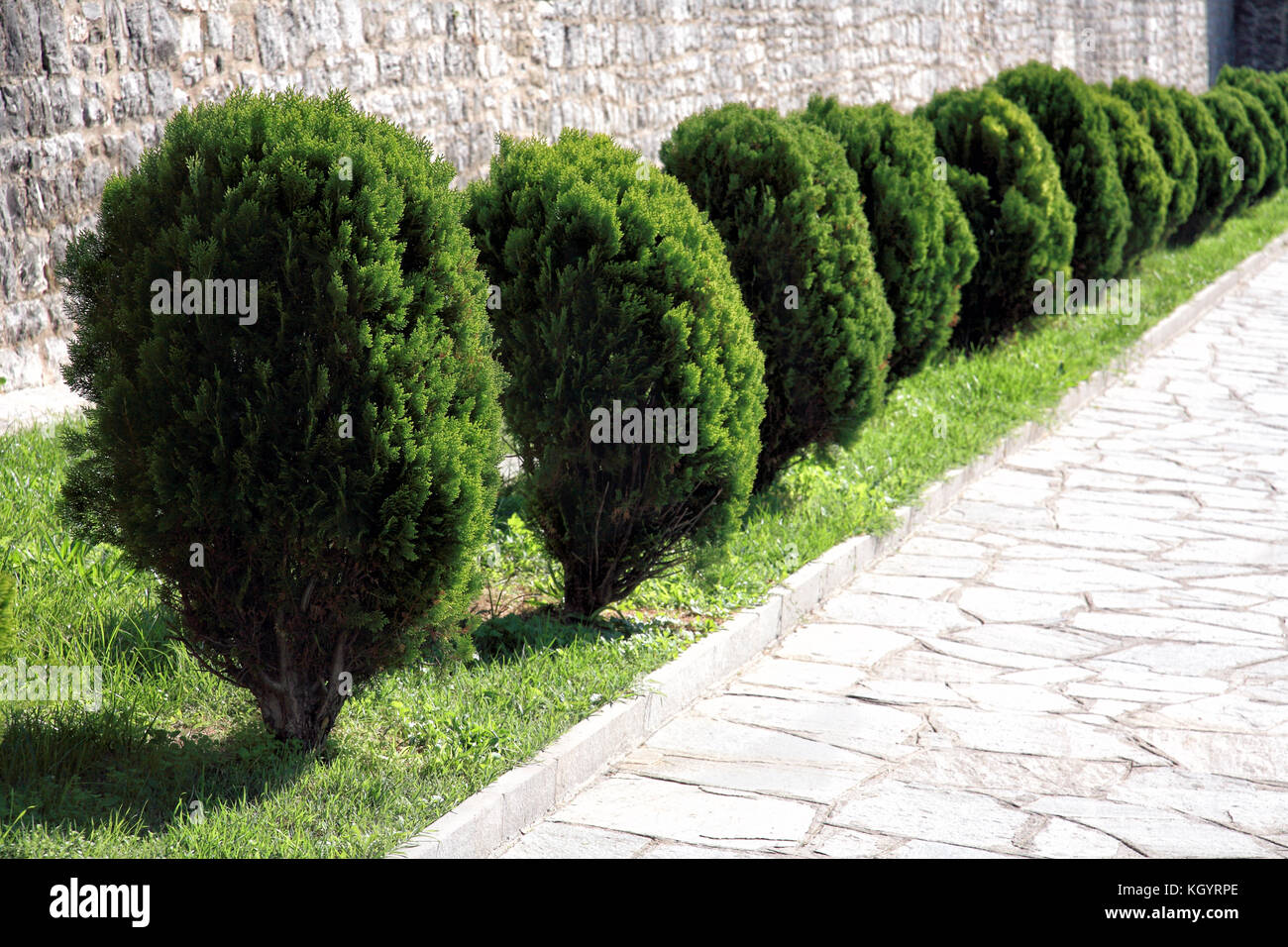 beautiful bushes in a line on a sidewalk Stock Photo - Alamy