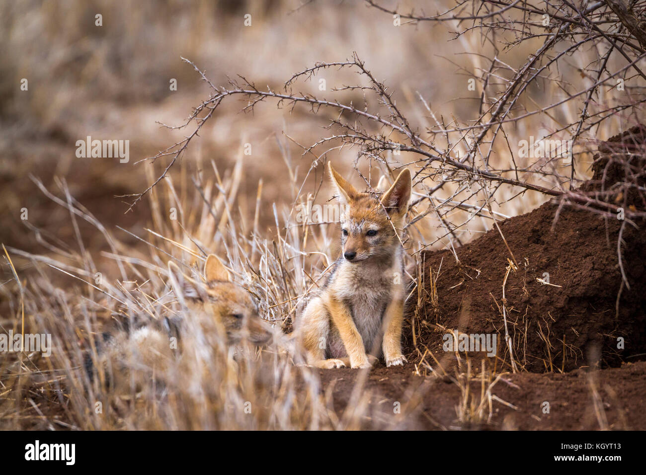 Black-backed jackal in Kruger national park, South Africa ; Specie ...