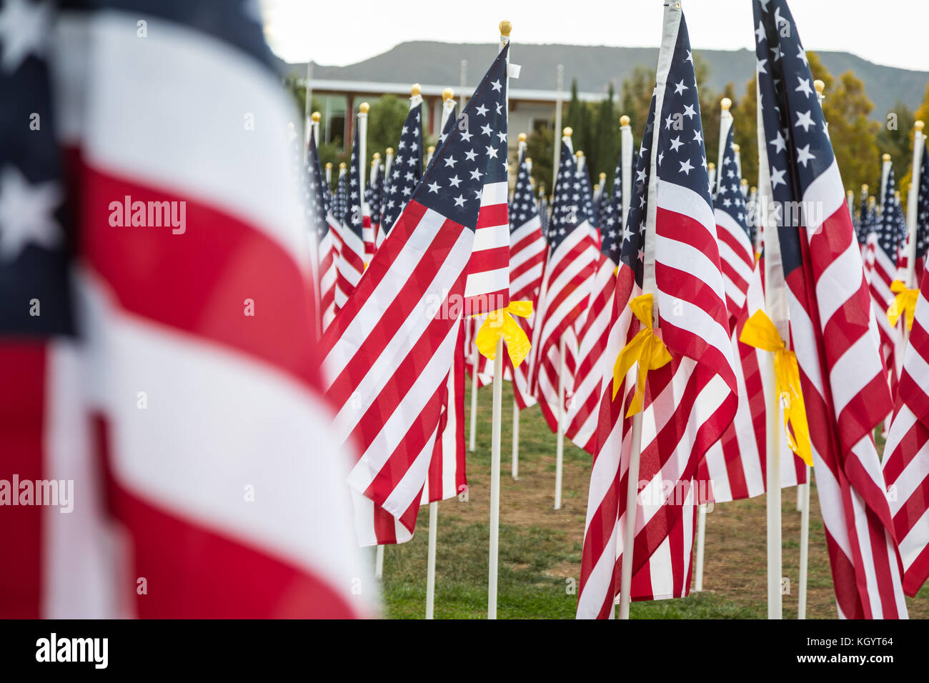 Field of Veterans Day American Flags Waving in the Breeze Stock Photo ...