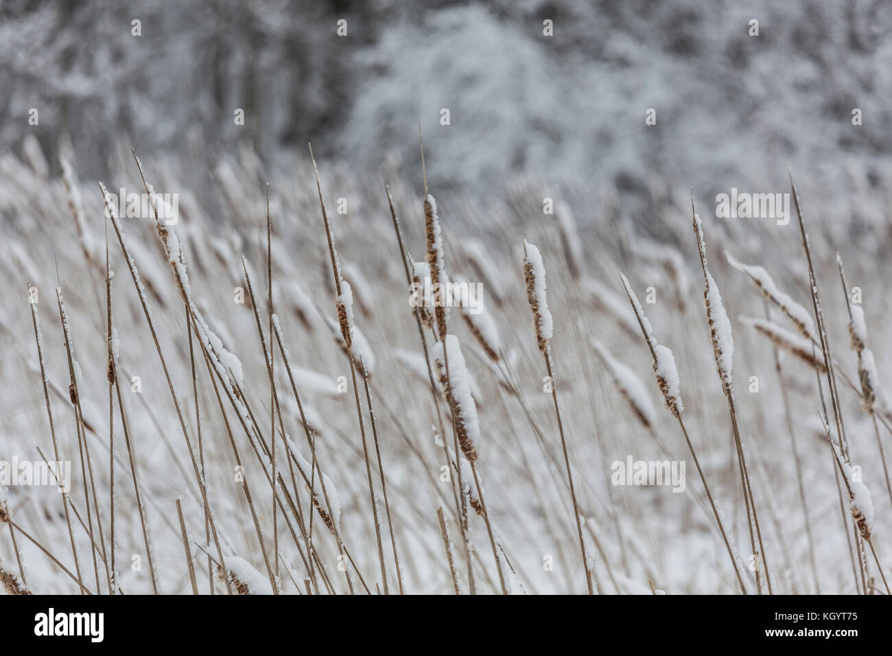 Bull rushes hi-res stock photography and images - Alamy