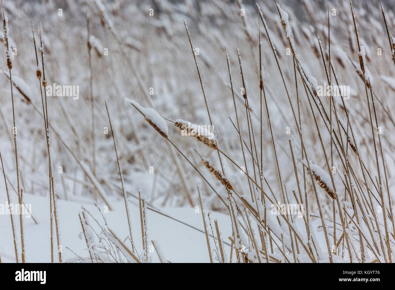 Winter Bull Rushes Stock Photo - Alamy