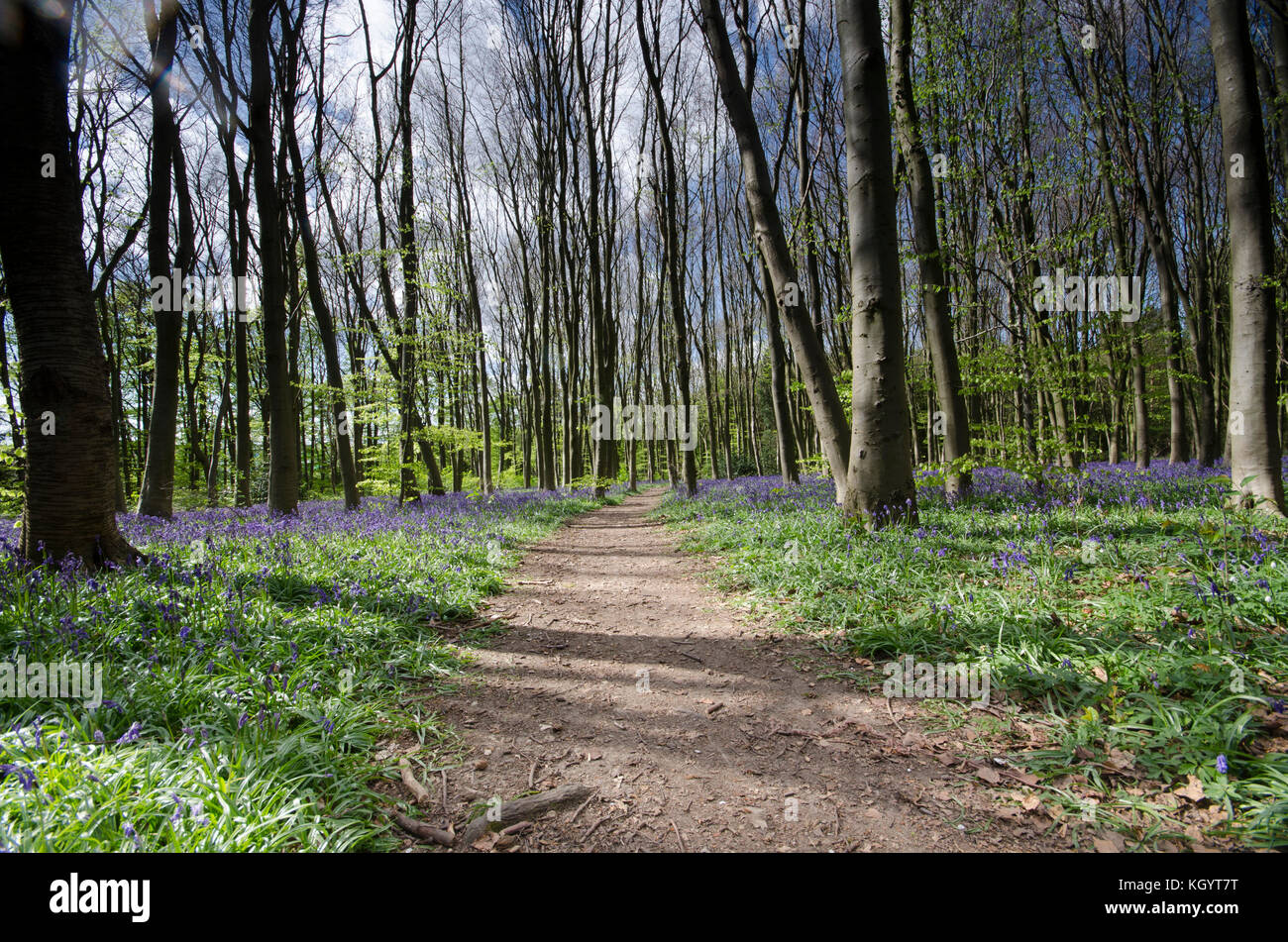 English Woodlands in spring Time showing of the Bluebell Blooms Stock ...