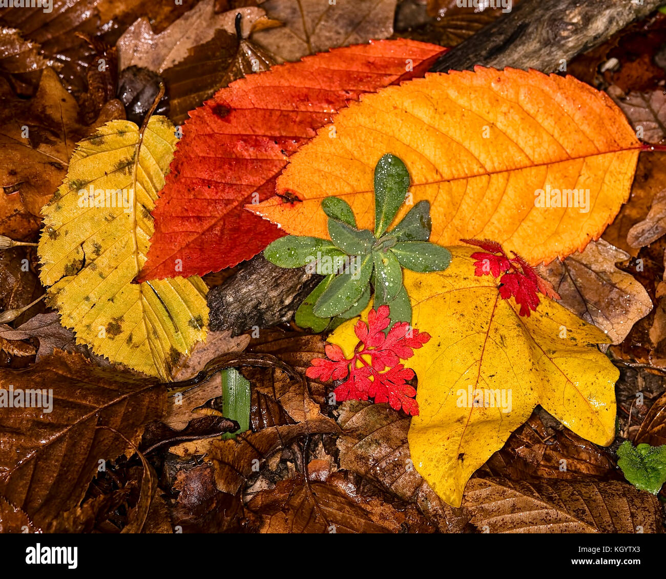 Beautiful fall landscape showing hi-res stock photography and images ...