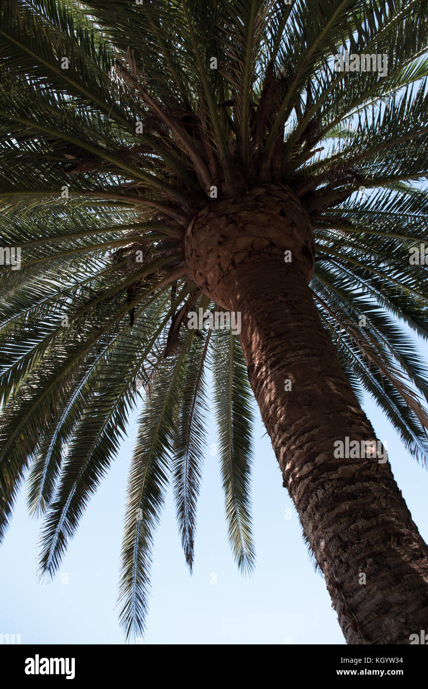 Huge growing palm tree Stock Photo - Alamy