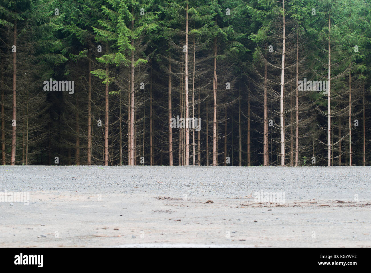 Paper cut out trees hi-res stock photography and images - Alamy