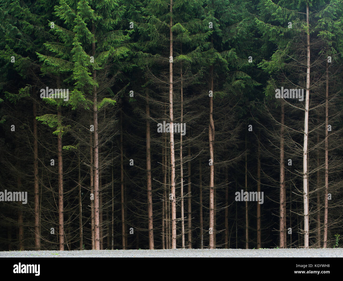 Fir trees pattern hi-res stock photography and images - Alamy