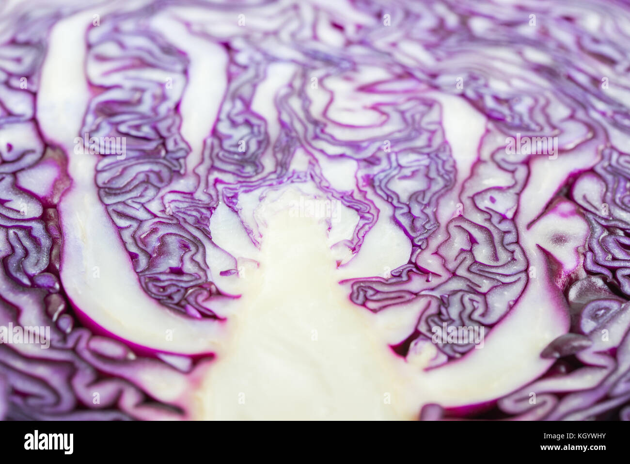 Red Cabbage Cooking Detail Structure Stock Photo - Alamy