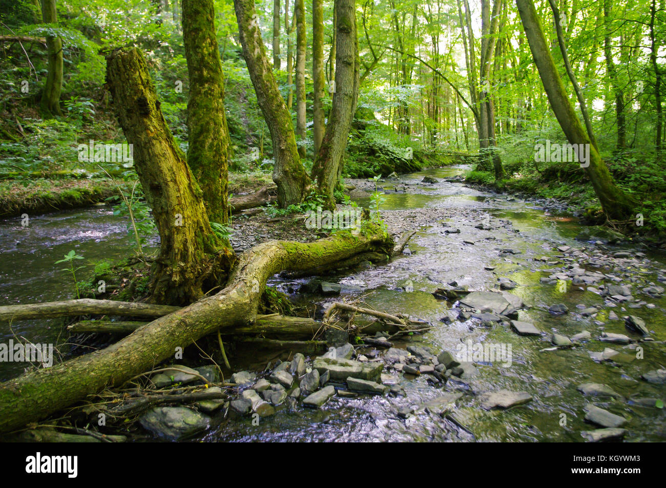 River inside Wild Forest Stock Photo - Alamy