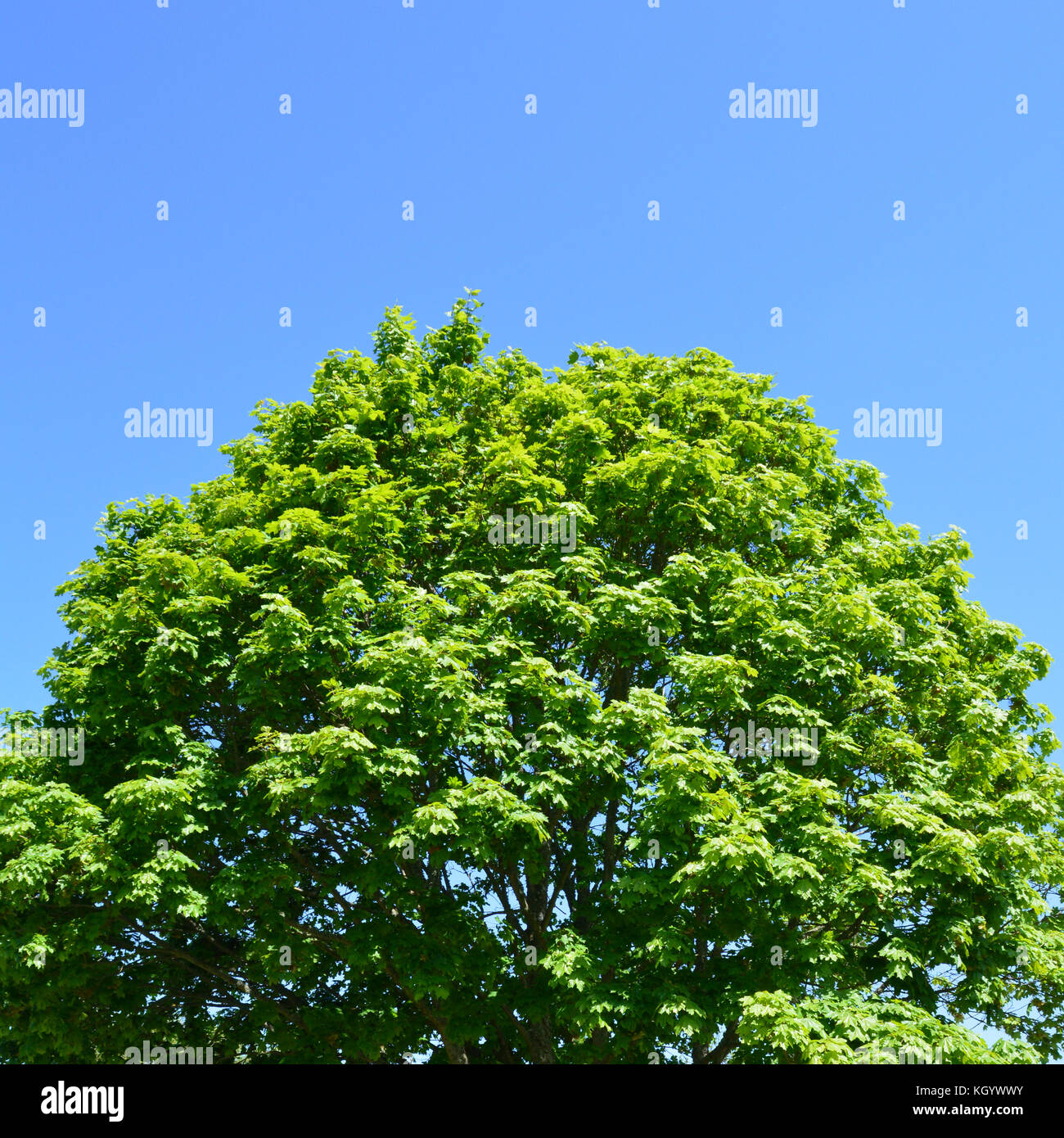 Bright green tree in front of clear blue Sky Stock Photo - Alamy
