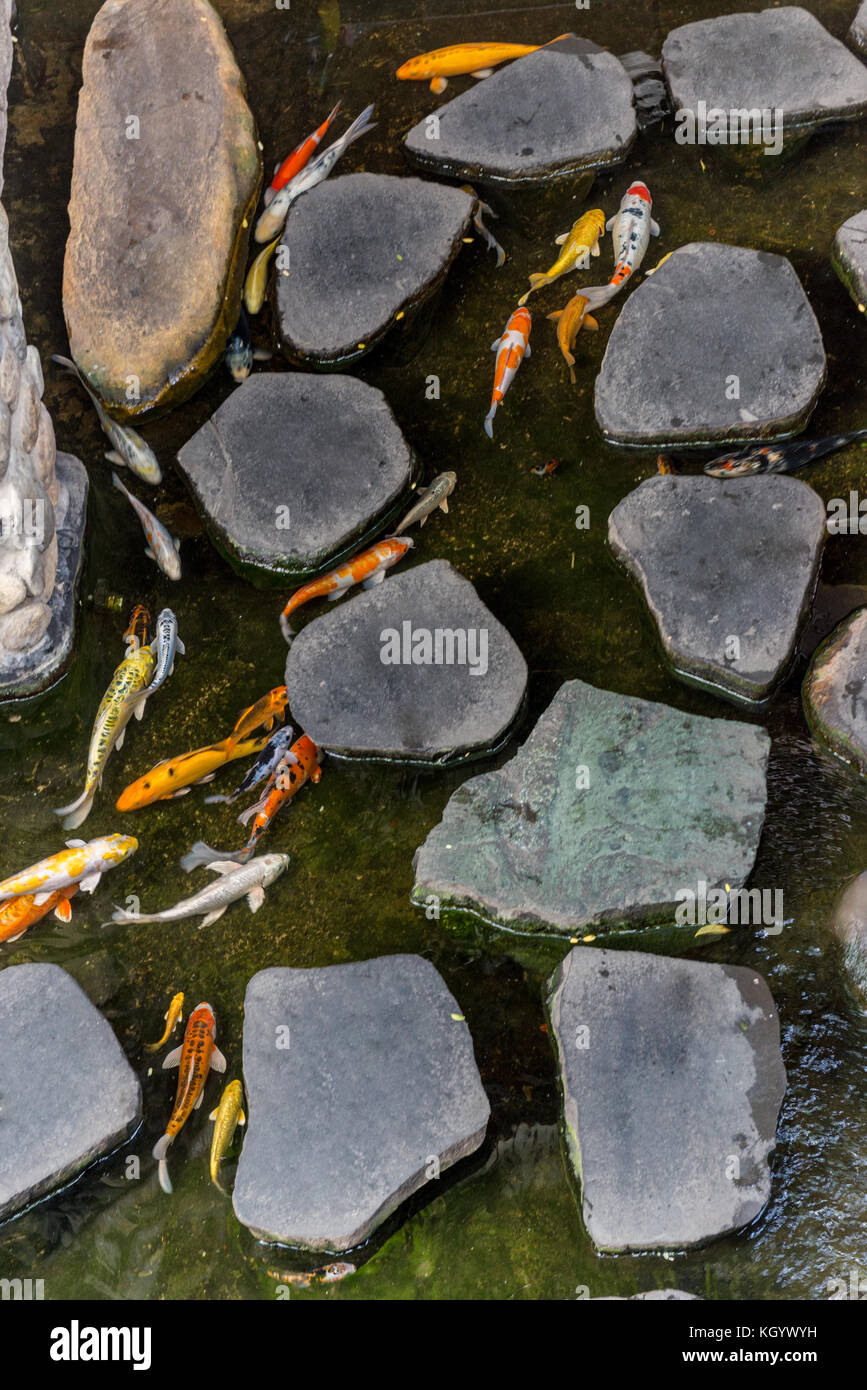 Colorful Koi fishes swimming under the rocks Stock Photo - Alamy