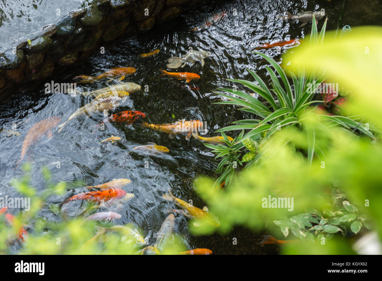 Beatiful garden with many Koi carp swimming Stock Photo - Alamy