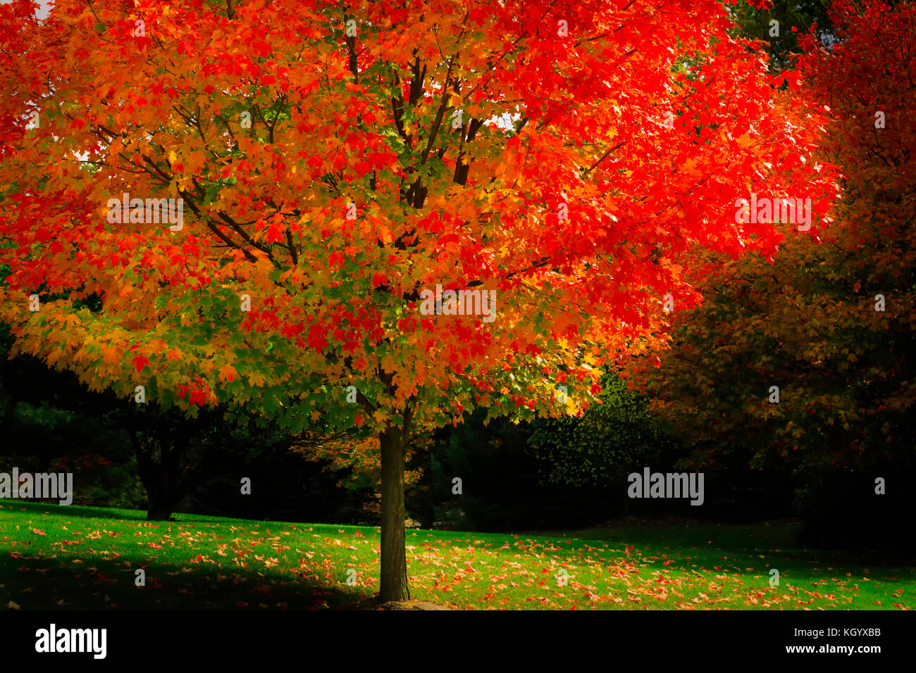 Colorful fall scenery Stock Photo - Alamy