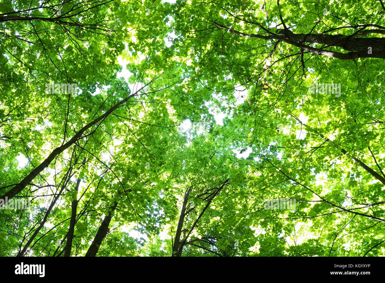 view on high trees from the ground Stock Photo - Alamy
