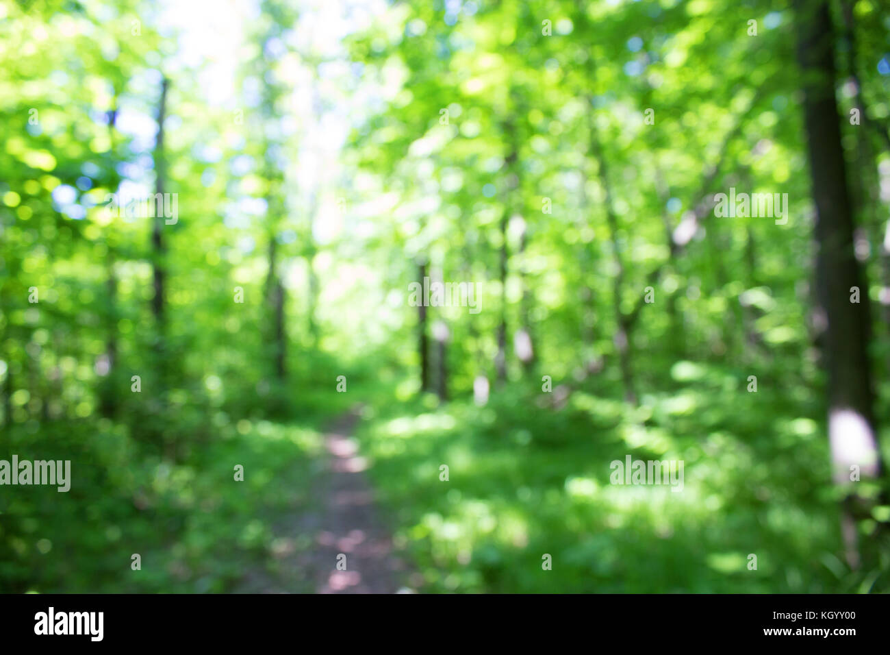 blurred forest background. green nature ecology concept Stock Photo - Alamy