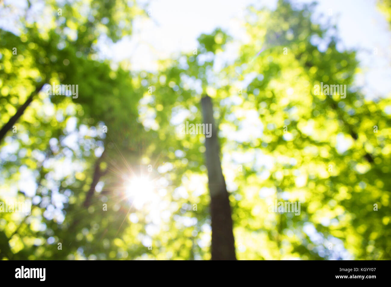 blurred forest background. green nature ecology concept Stock Photo - Alamy