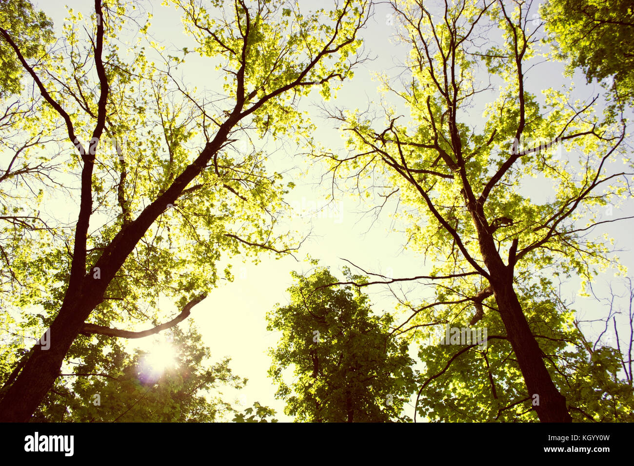 high trees in the forest on the blue sky background Stock Photo - Alamy