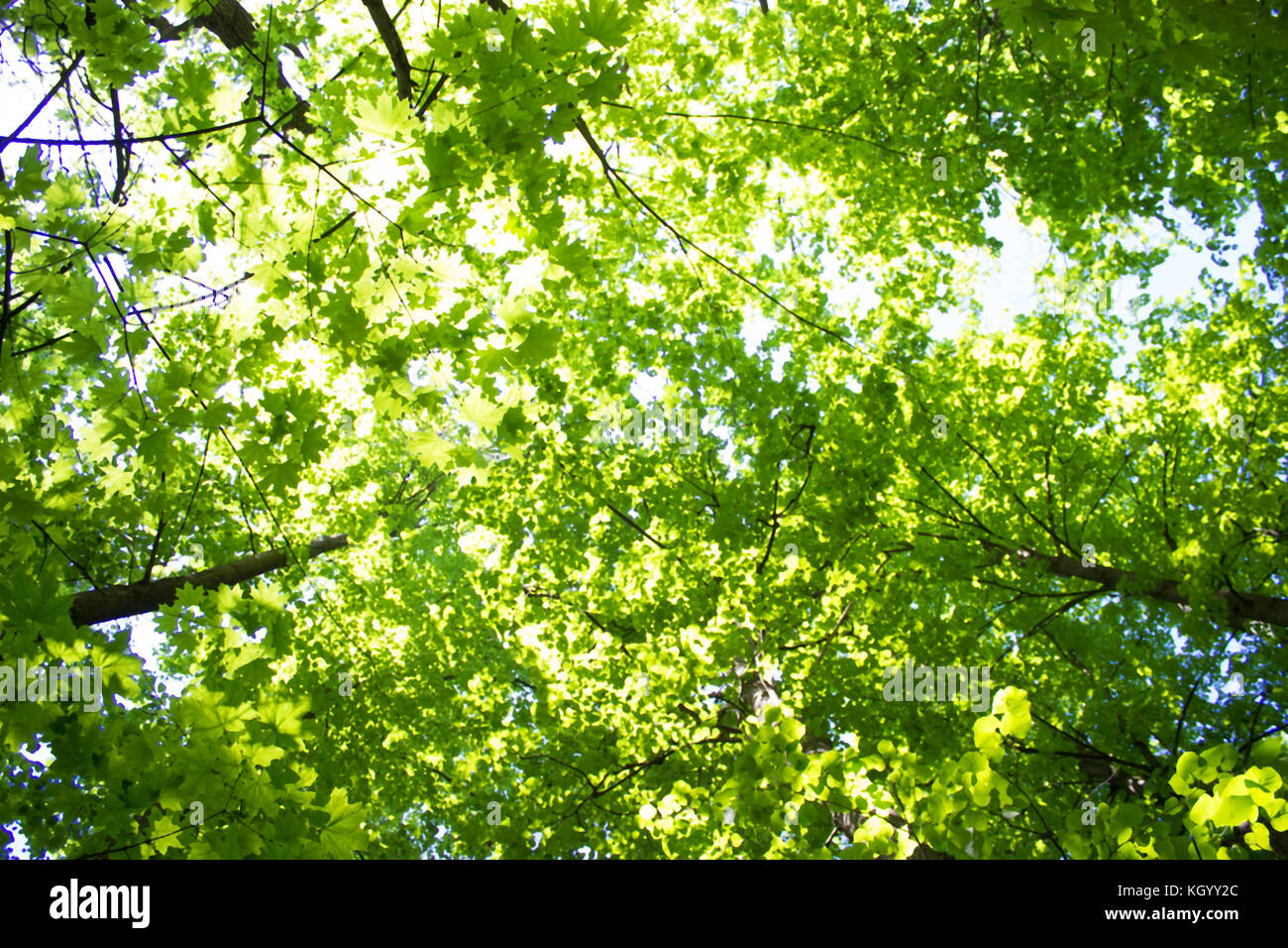 view on high trees from the ground Stock Photo - Alamy