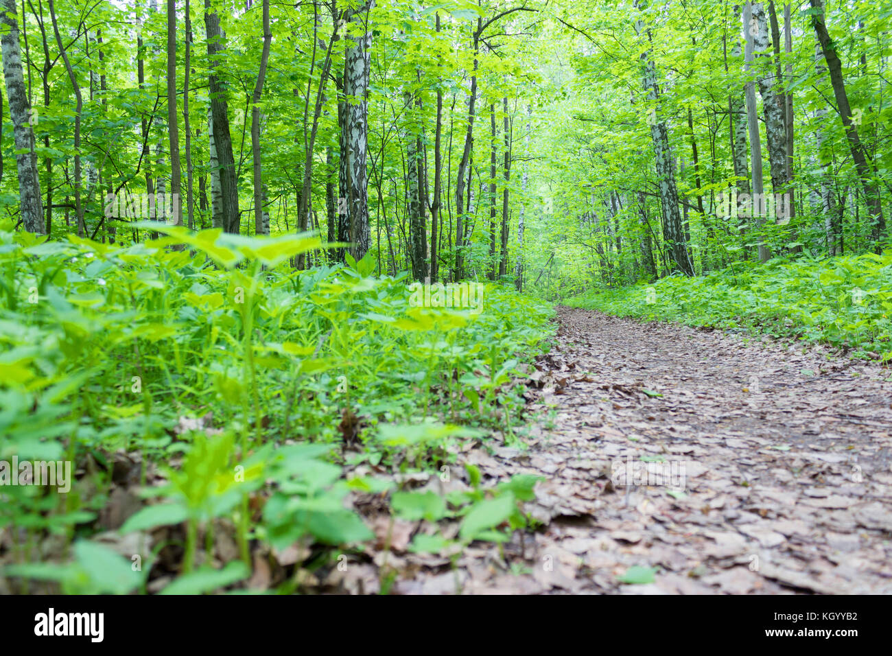 footpath in green spring forest. ecology concept Stock Photo - Alamy