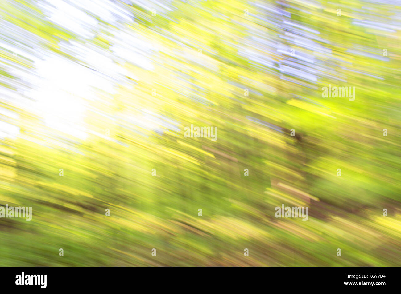 blurred forest background. green nature ecology concept Stock Photo - Alamy