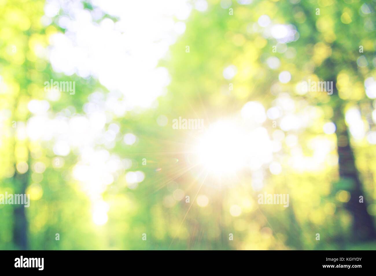 blurred forest background. green nature ecology concept Stock Photo - Alamy