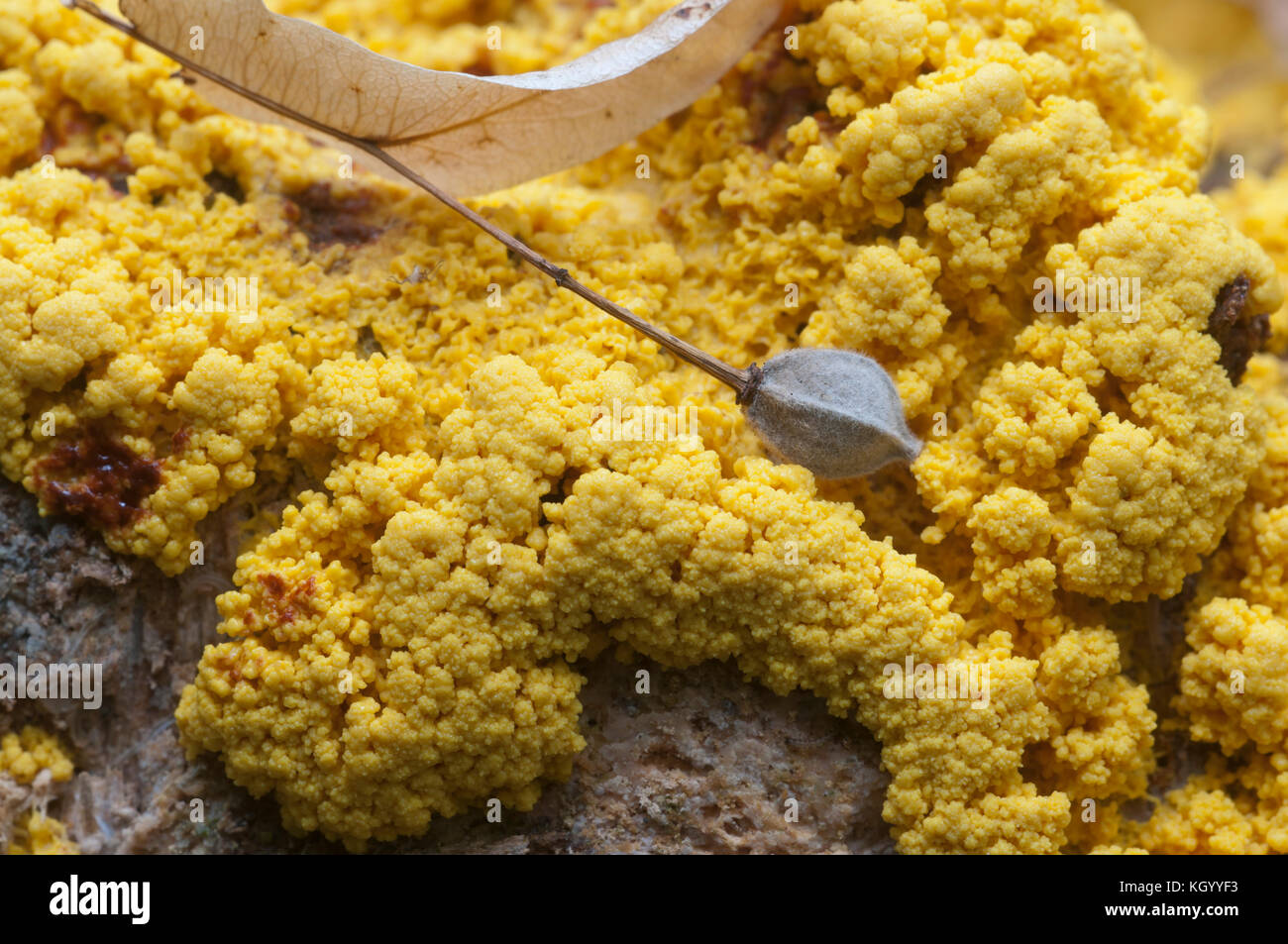Fuligo septica mushrooms (slime mould) on an old stump Stock Photo - Alamy