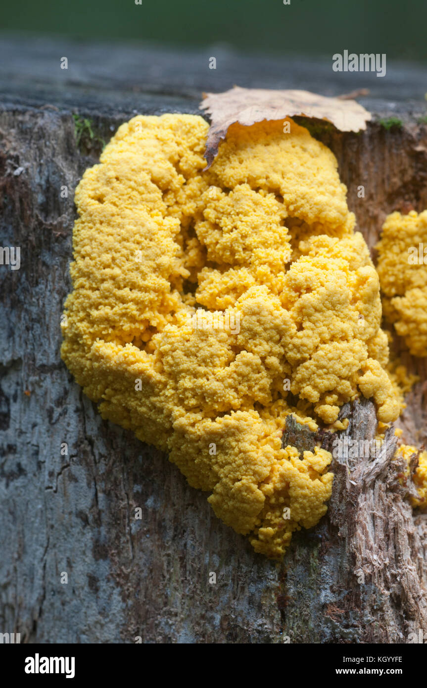 Fuligo septica mushrooms (slime mould) on an old stump Stock Photo - Alamy