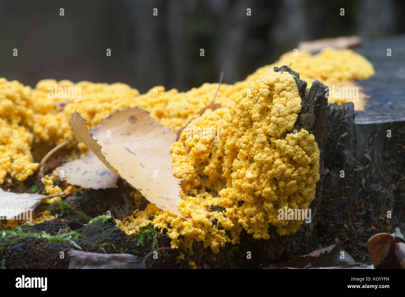 Fuligo septica mushrooms (slime mould) on an old stump Stock Photo - Alamy