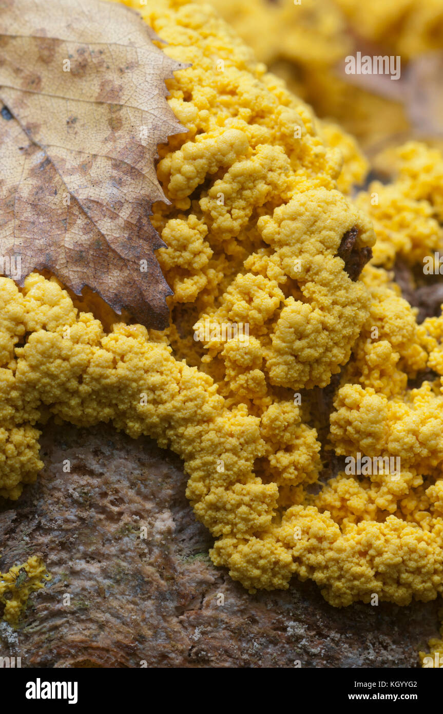 Fuligo septica mushrooms (slime mould) on an old stump Stock Photo - Alamy