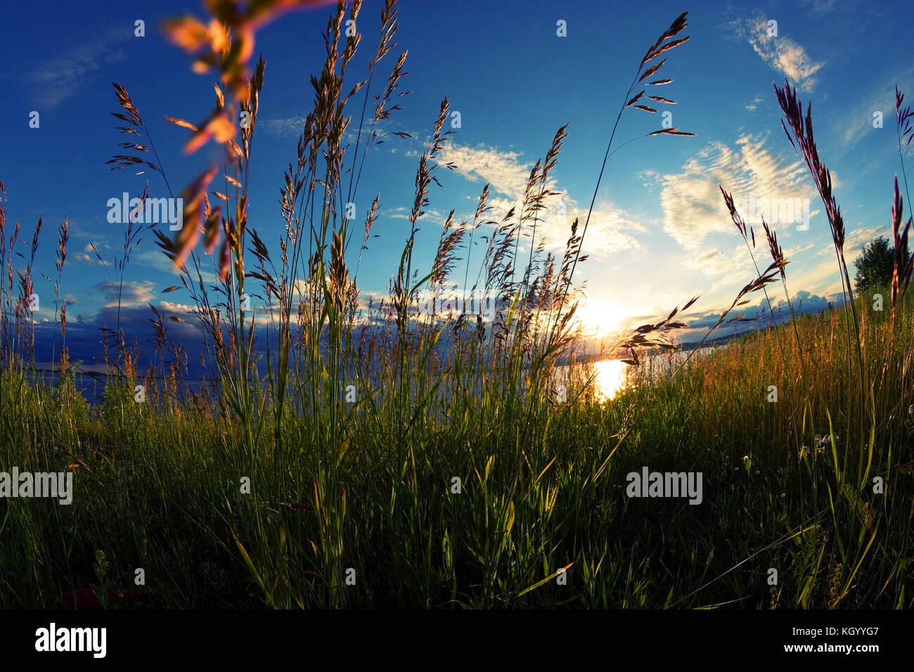 cereals in a field. warm sunshine. autumn Stock Photo - Alamy