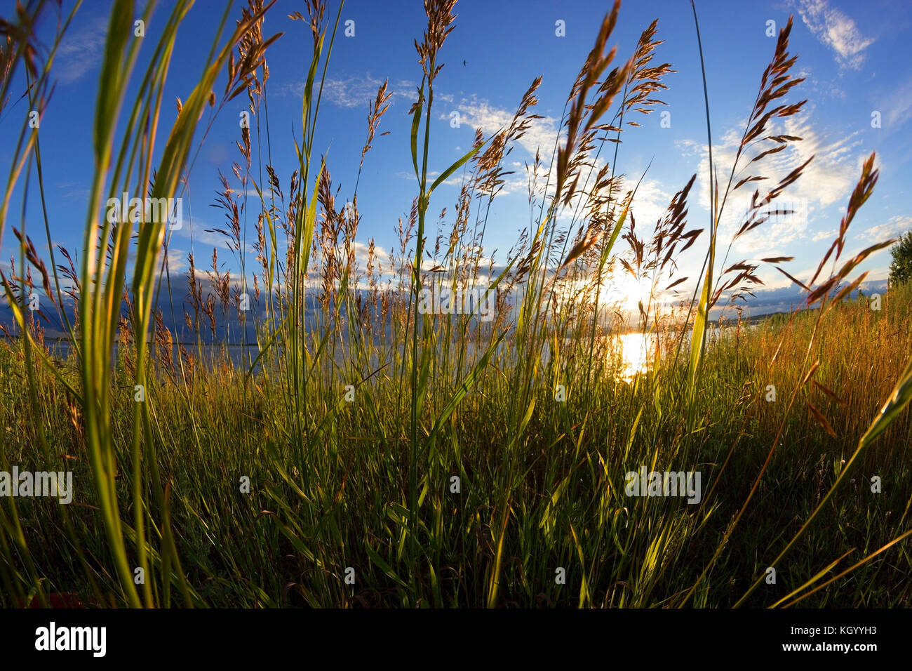 cereals in a field. warm sunshine. autumn Stock Photo - Alamy