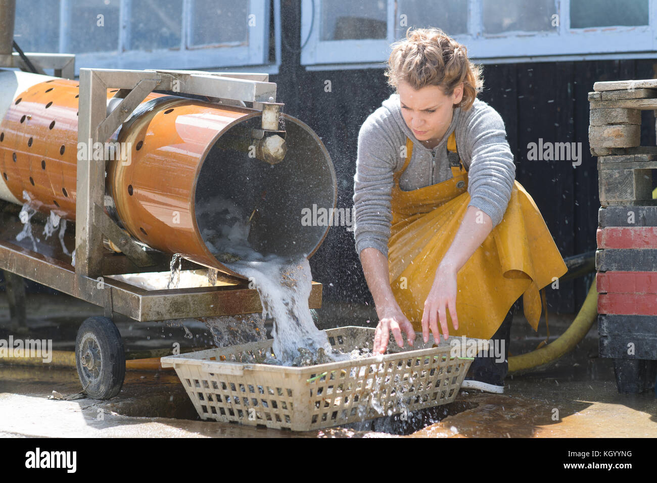 washing oysters with pumped seawater Stock Photo - Alamy