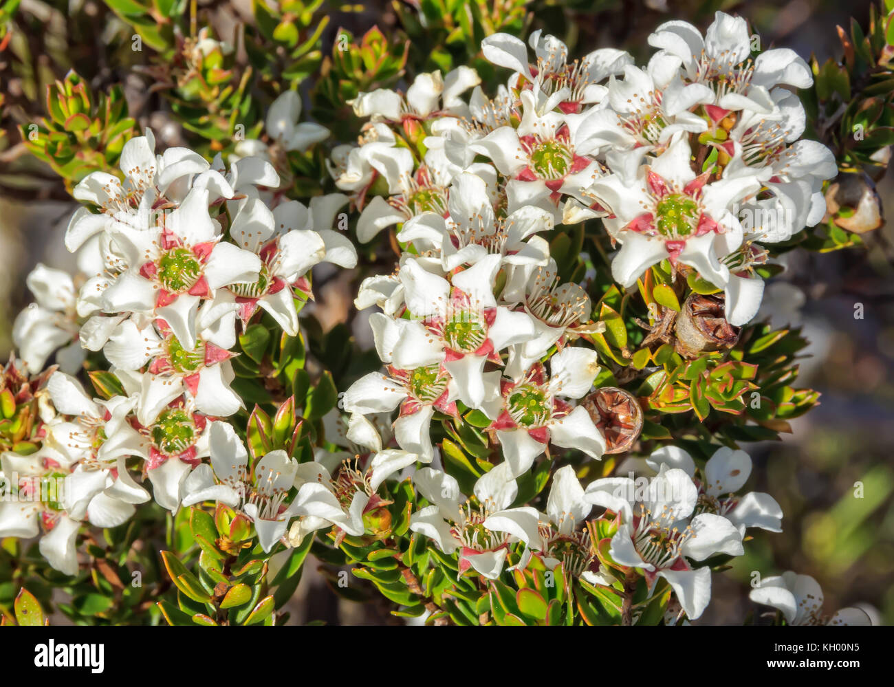 Leptospermum Stock Photos & Leptospermum Stock Images - Alamy