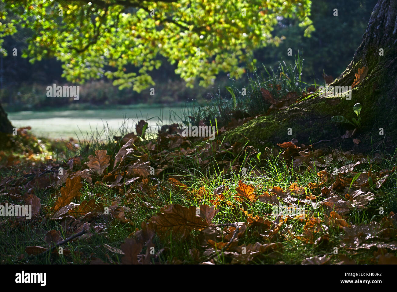 Fallen leaves under a tree Stock Photo - Alamy