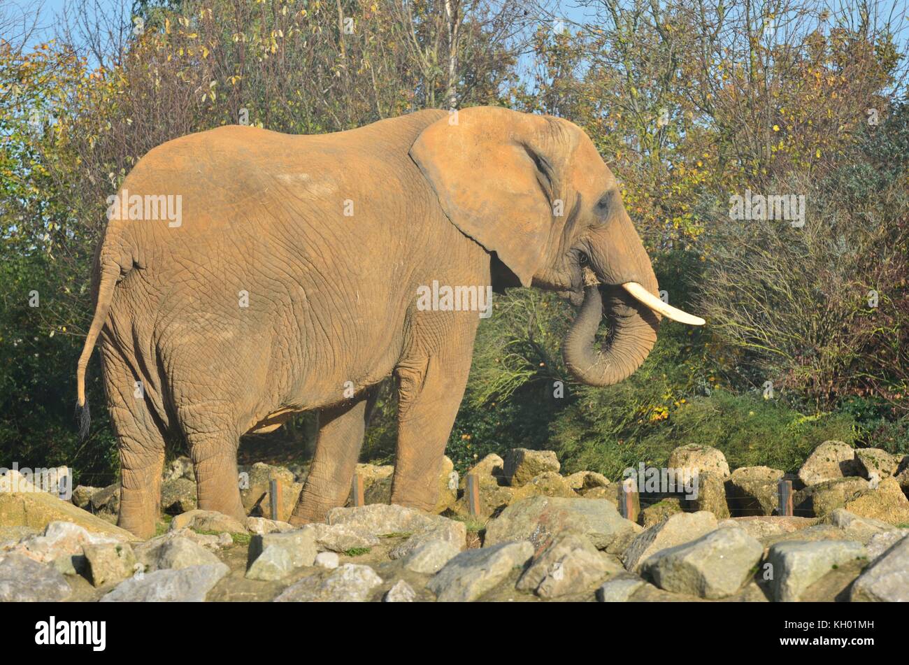 Large African elephant Stock Photo - Alamy