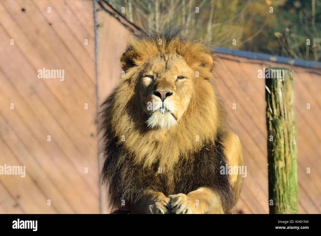 large male lion facing camera Stock Photo - Alamy