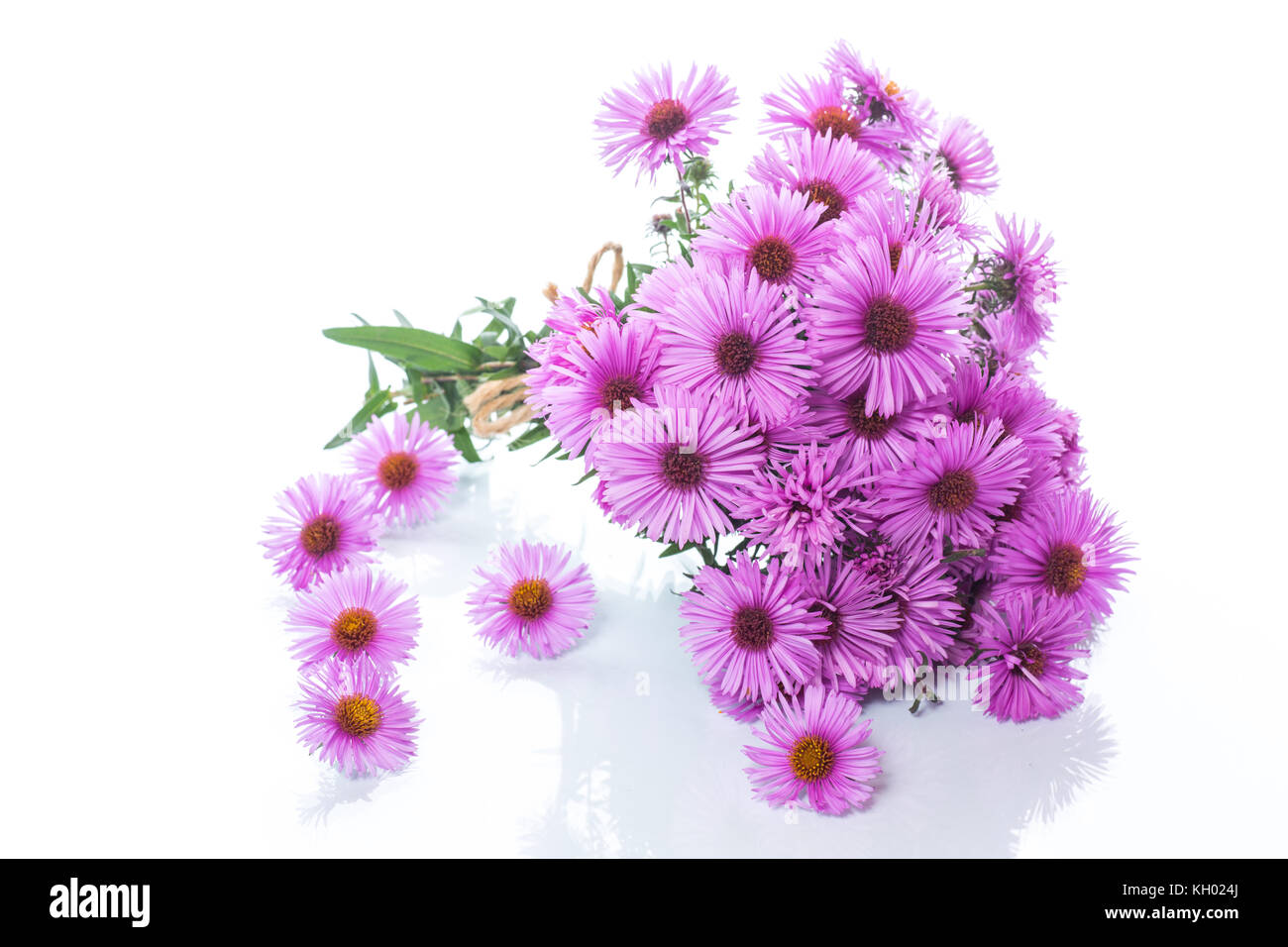 bouquet of beautiful purple chrysanthemums on a white background Stock ...