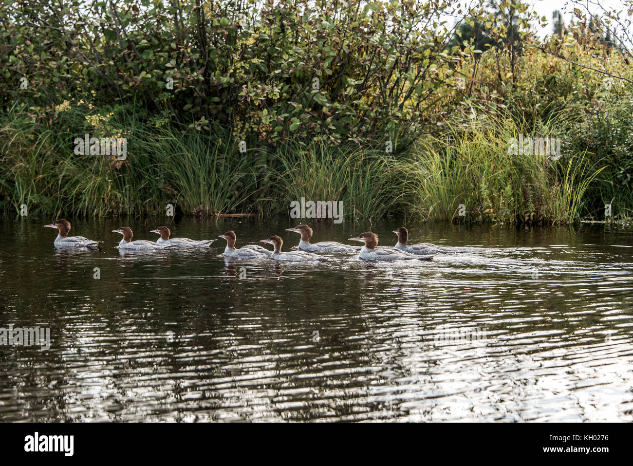 Muskoka wildlife hi-res stock photography and images - Alamy