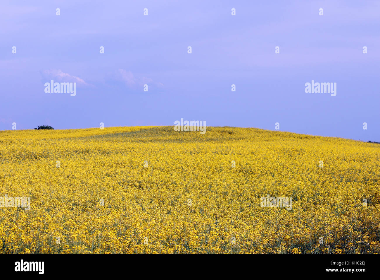 oilseed rape field landscape summer season Stock Photo - Alamy