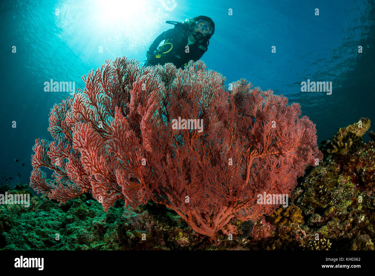 Female diver and sea fan hi-res stock photography and images - Alamy