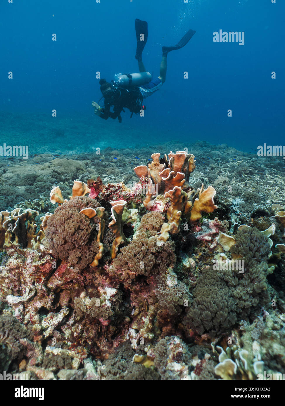 Scuba diving in Indonesia Stock Photo - Alamy