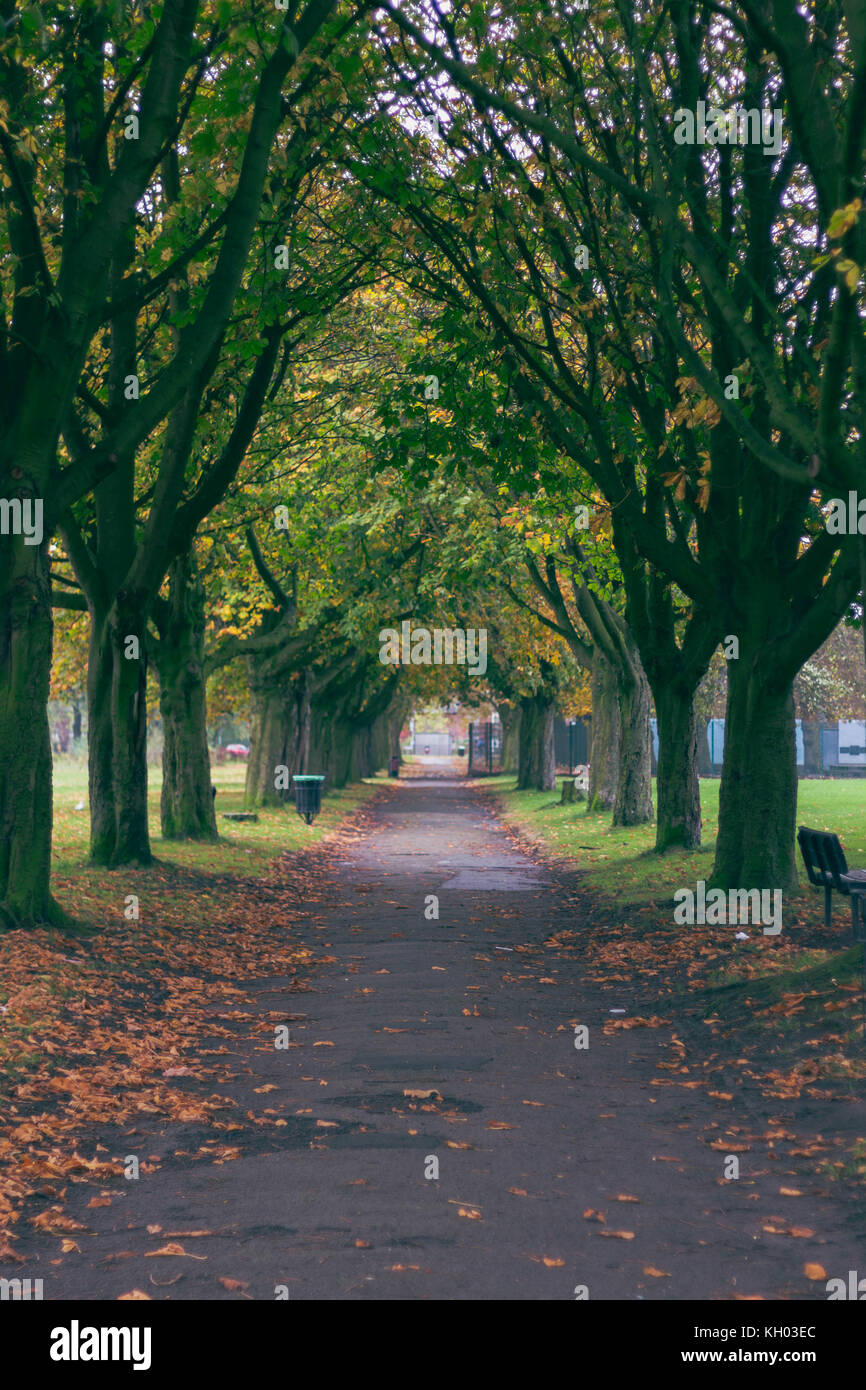 trees side by side in park on a path Stock Photo - Alamy