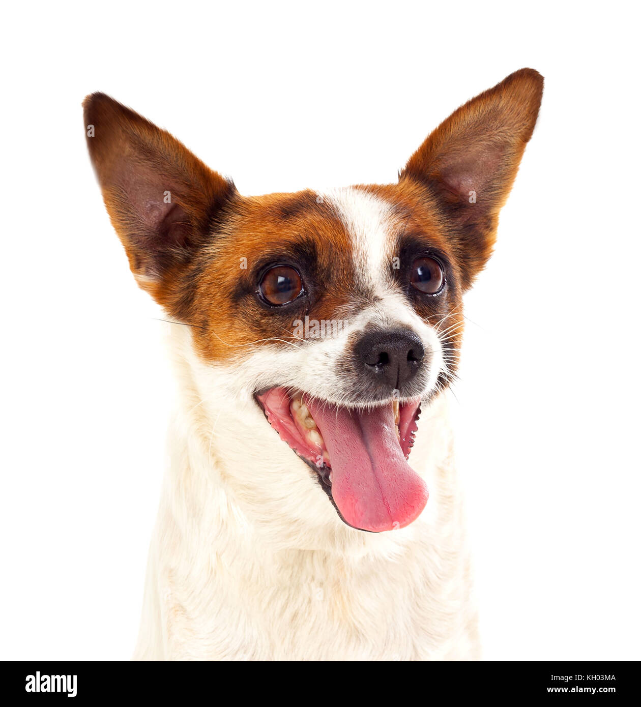 Beautiful small dog isolated on a white background Stock Photo - Alamy
