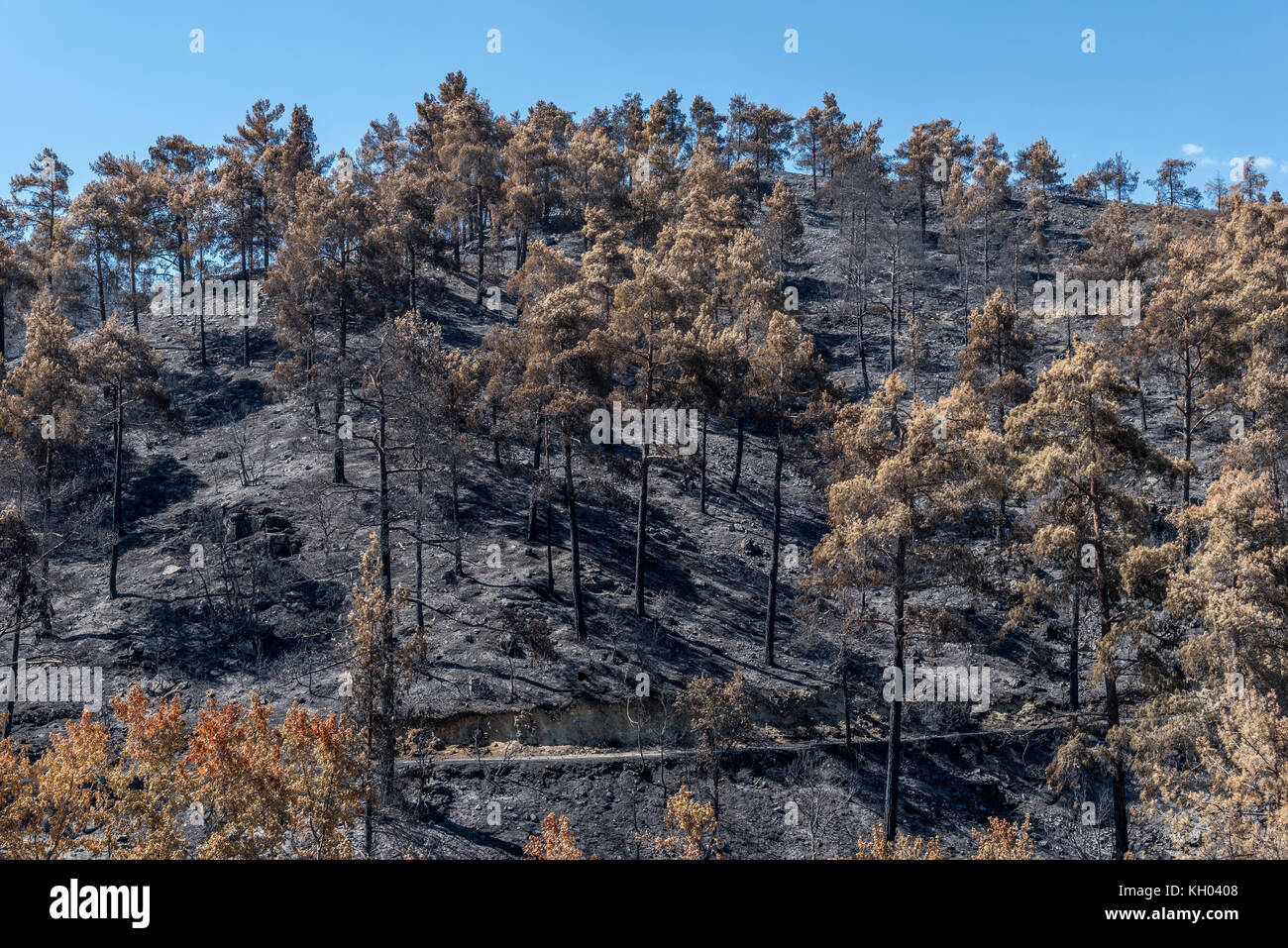 Burned pine trees after a forest fire at Solea area in Troodos ...