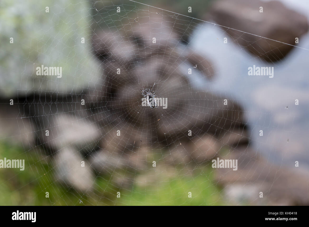 Triangle horror cobweb or spider web isolated on black background ...