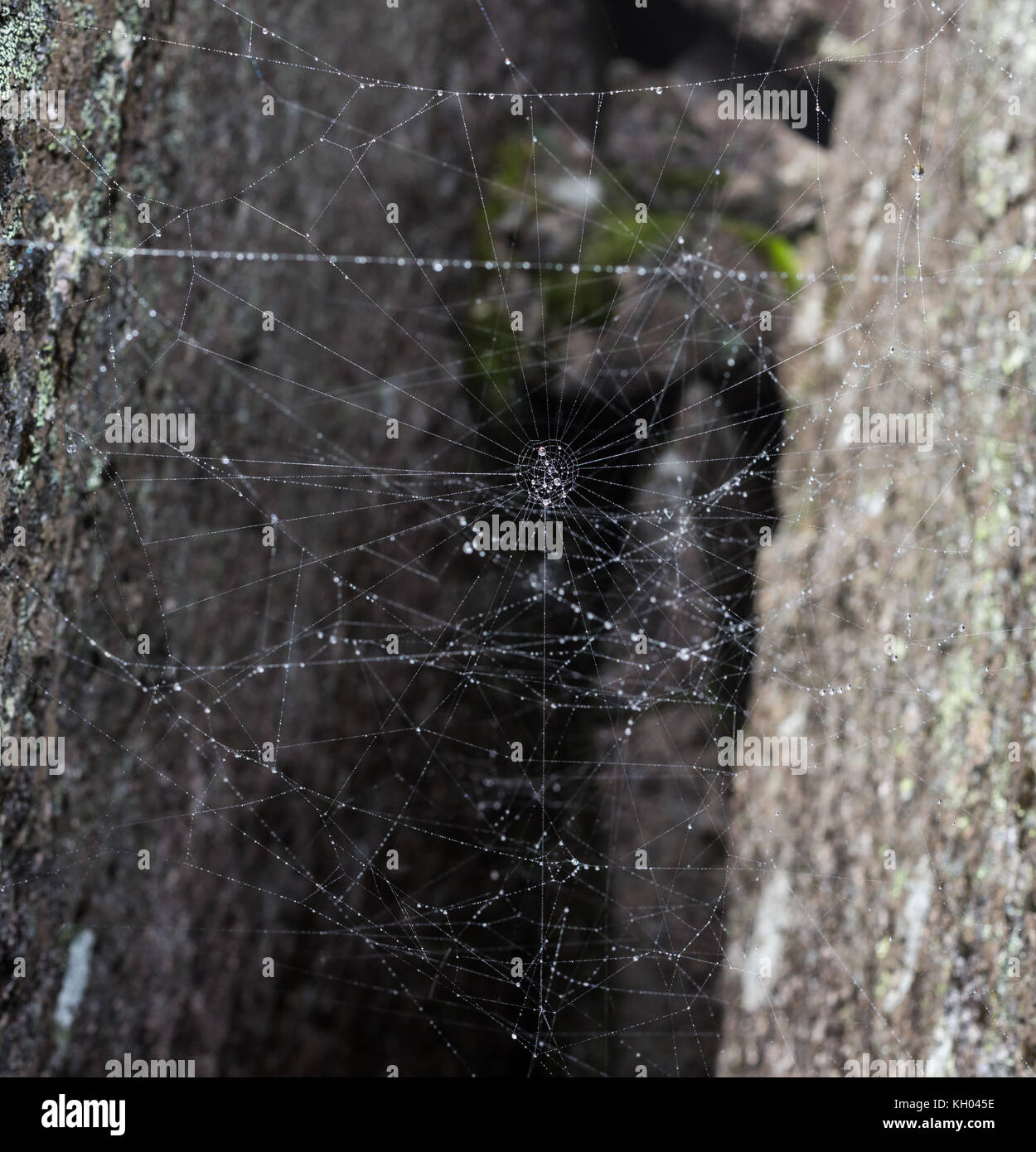 Triangle horror cobweb or spider web isolated on black background ...