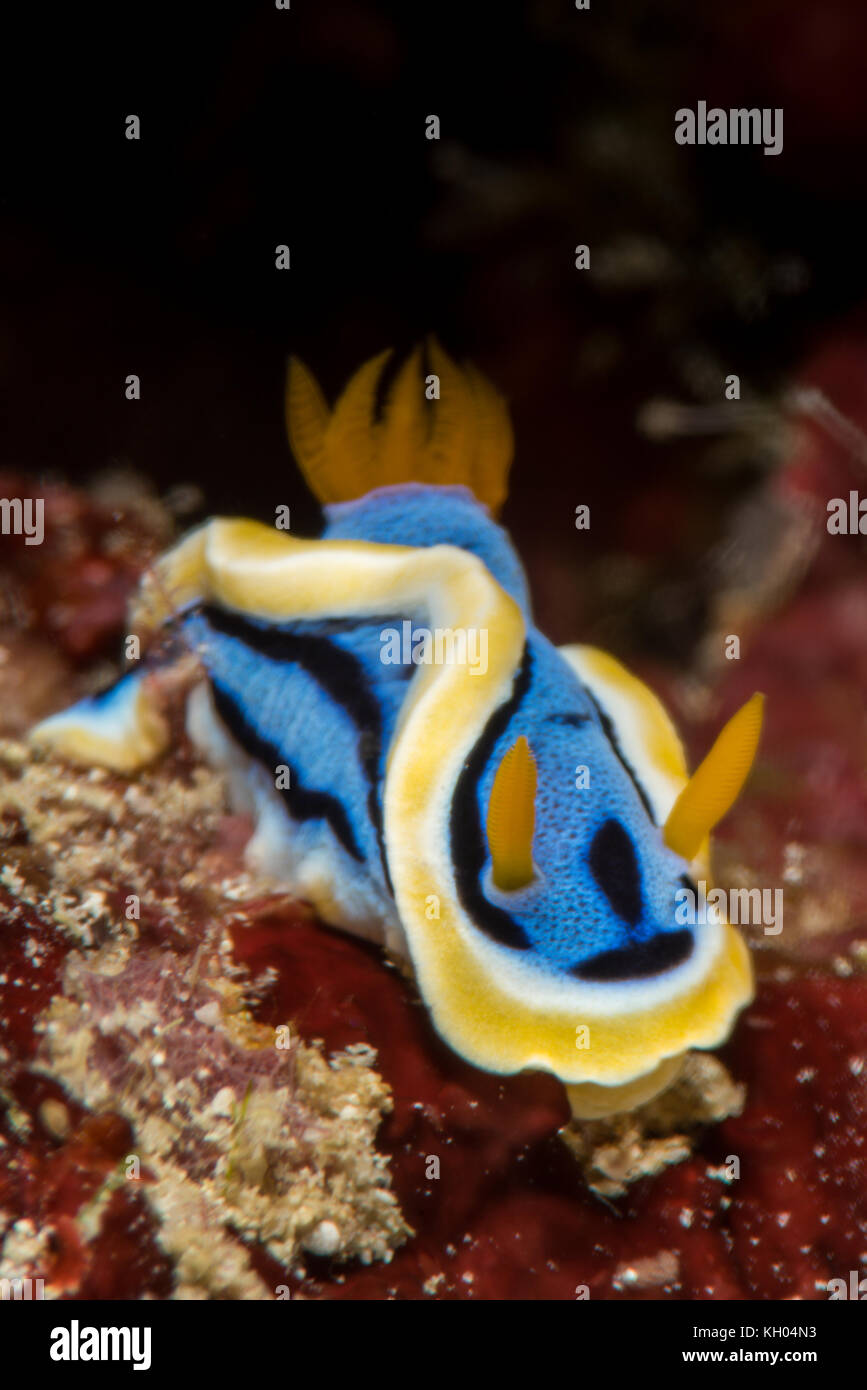 Blue and yellow sea slug hi-res stock photography and images - Alamy