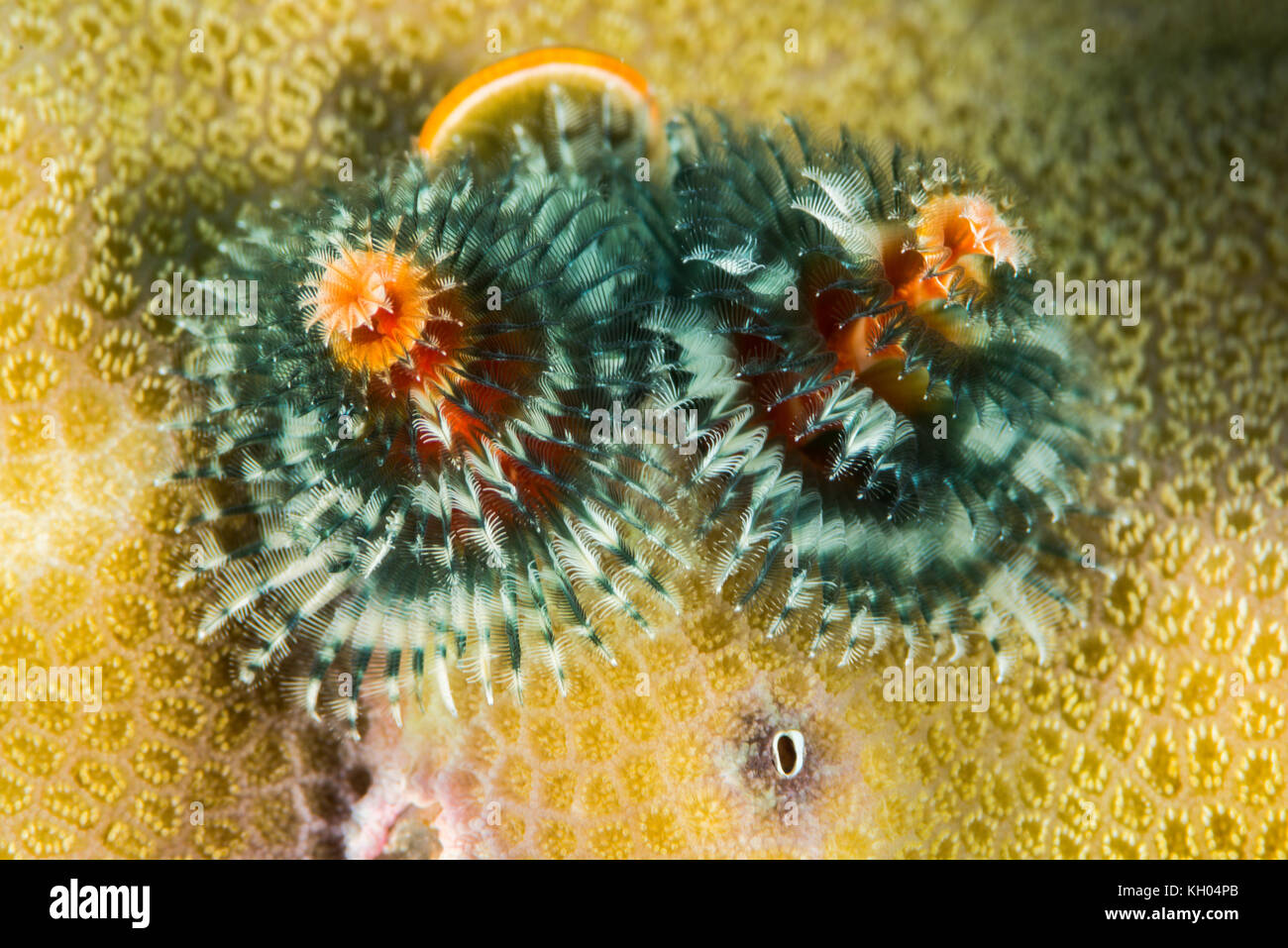 Serpulidae hi-res stock photography and images - Alamy
