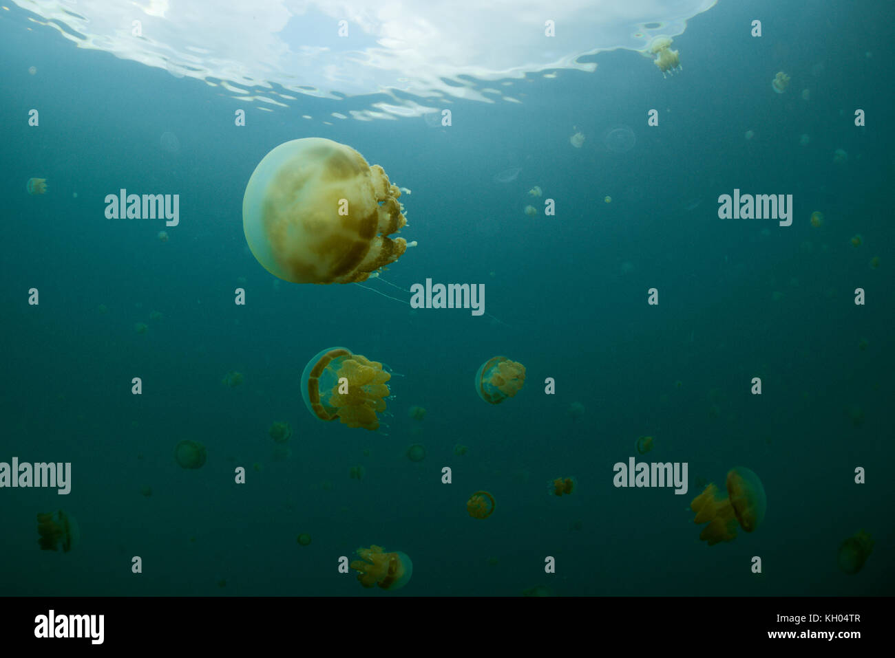 Kakaban lake hi-res stock photography and images - Alamy